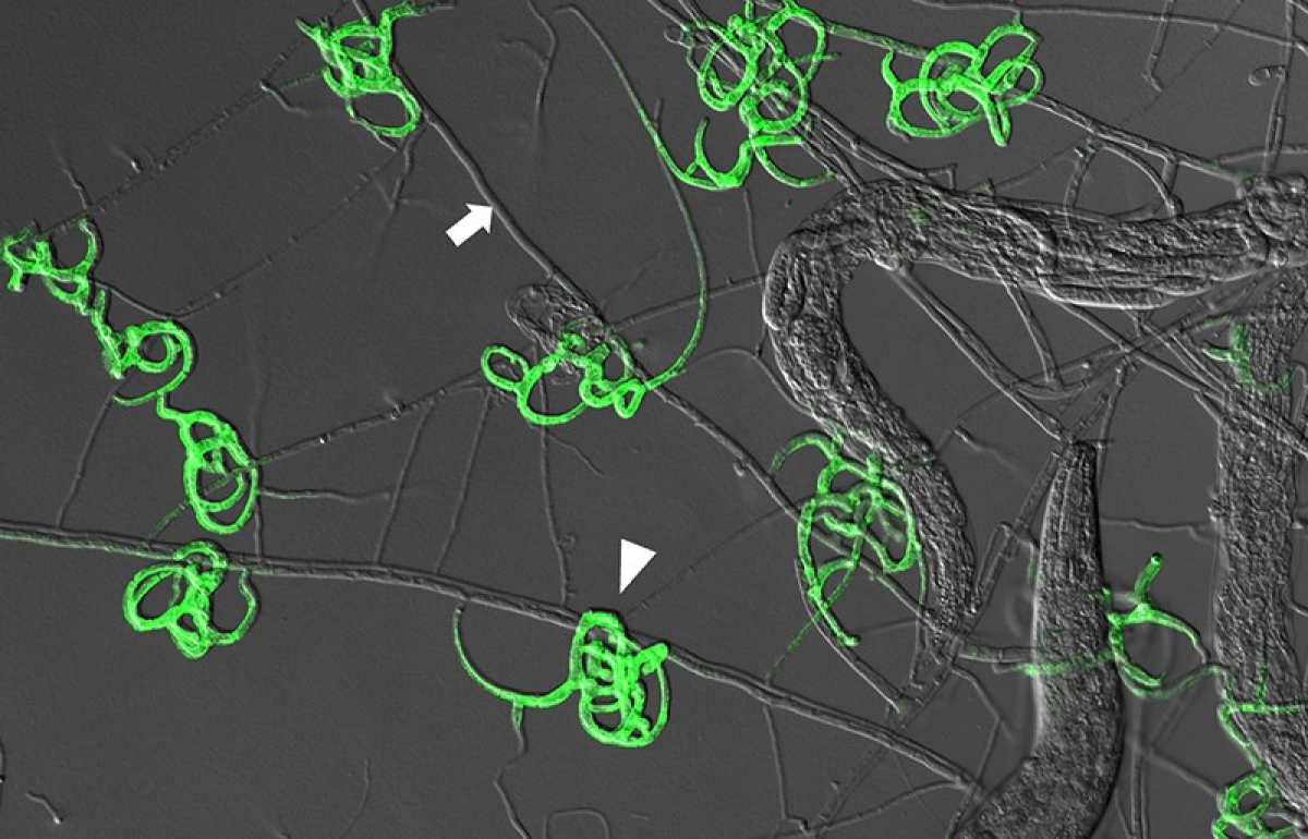 A species of fungus is capable of turning into carnivorous predator ...